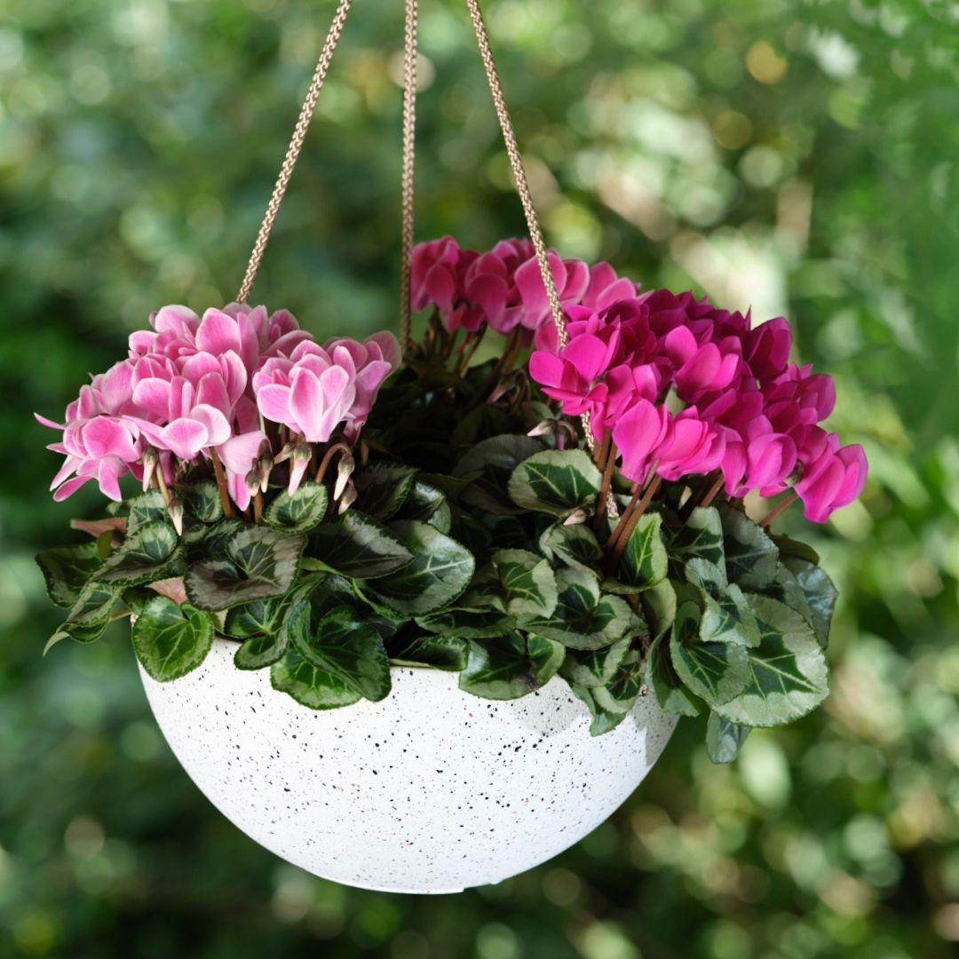 Pots, Planters & Hanging Baskets - Mango Moon