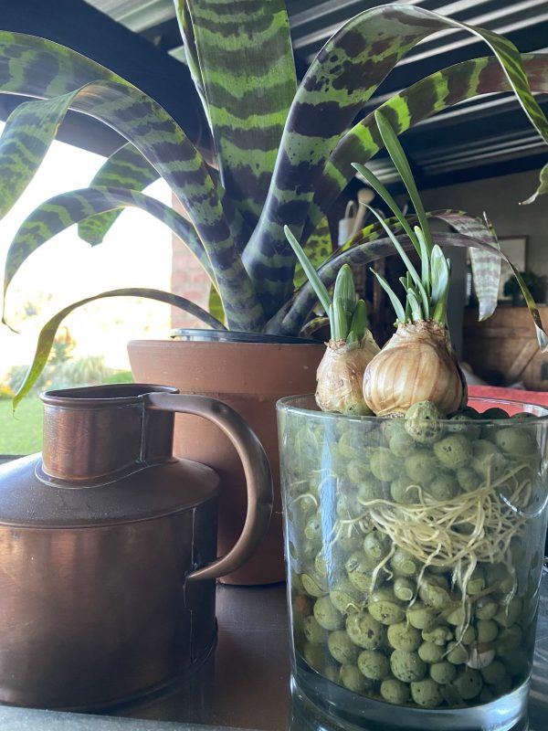 Decorative Pebbles - Mango Moon